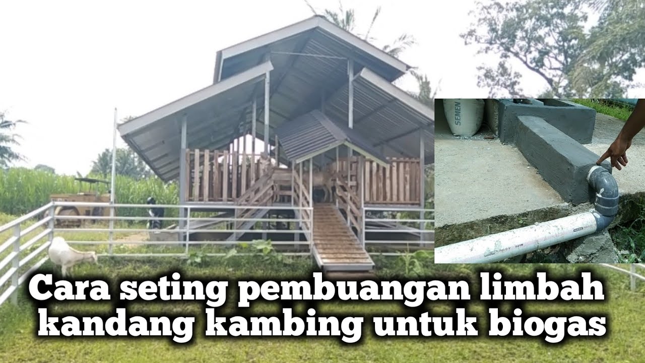 Cara seting pembuangan limbah kandang kambing untuk biogas - YouTube