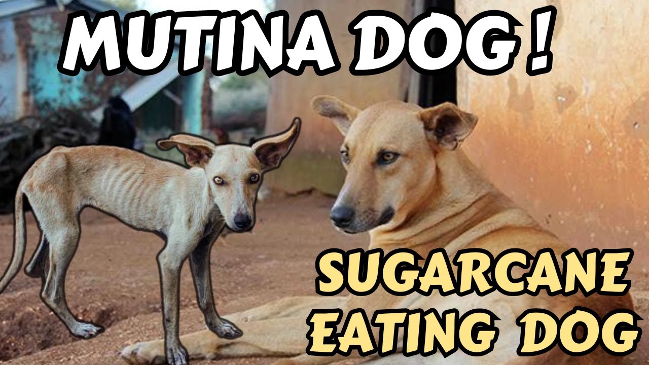 Mutina!The Kenyan sugarcane eating dog. - YouTube