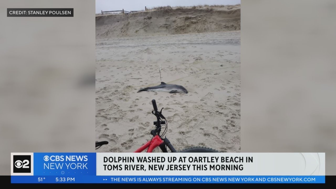 Dolphin washed up at Ortley Beach in Toms River - YouTube