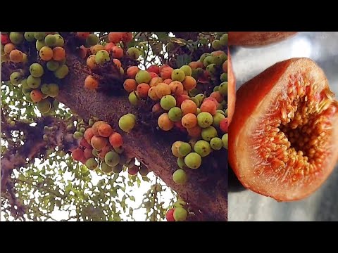 അത്തിപ്പഴം | അത്തിമരം | Fig Fruit | Fig Tree - YouTube