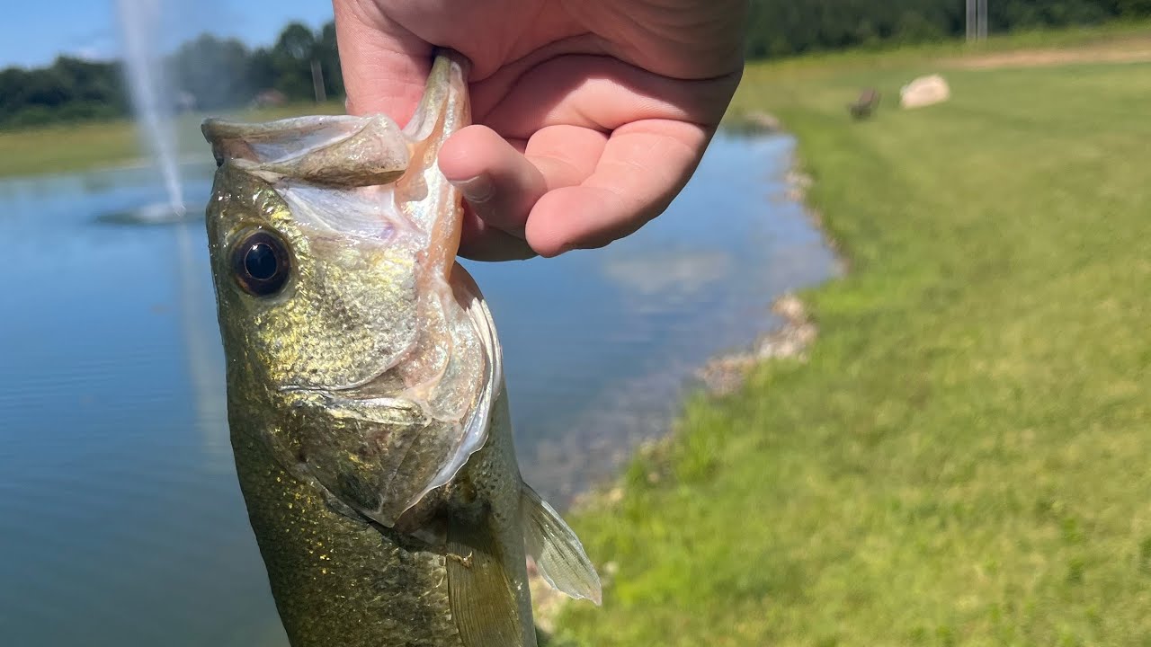 Are these bluegill spawning I need help to know but I think so - YouTube
