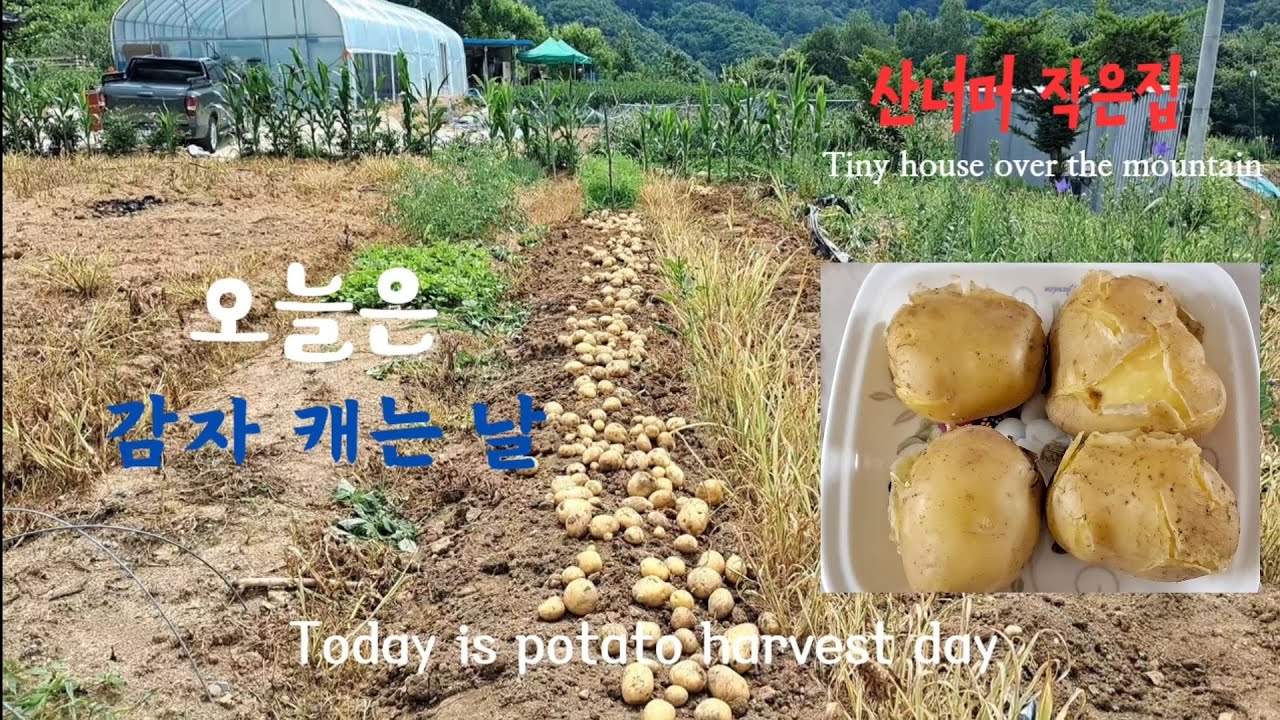 48. 감자, 올해가 제일 성공했어요 #감자 #산골마을 #시골생활 #풍경 #이동주택 - YouTube