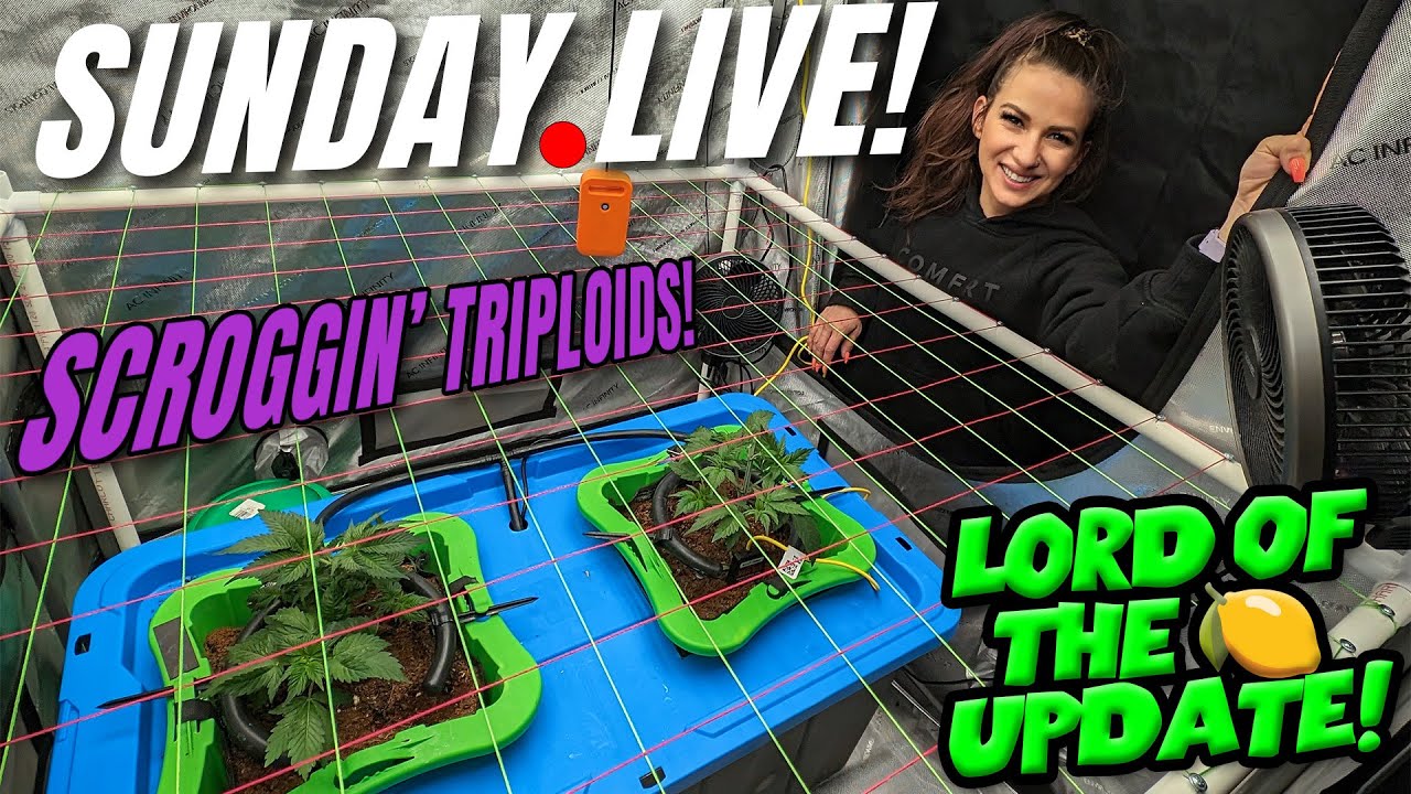Scrog Setup for The Triploids & LO🍋 Update Day 41 Live Stream! - YouTube