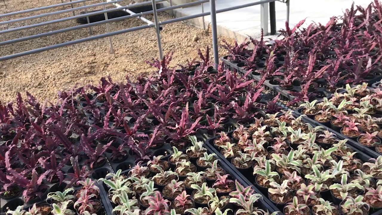Cryptanthus cv. Ruby Star & Pink Starlight - YouTube