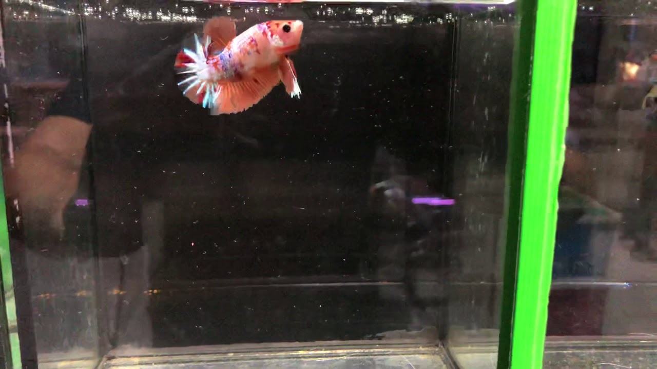 B13 Hmpk Dragon Fancy 25USD - YouTube
