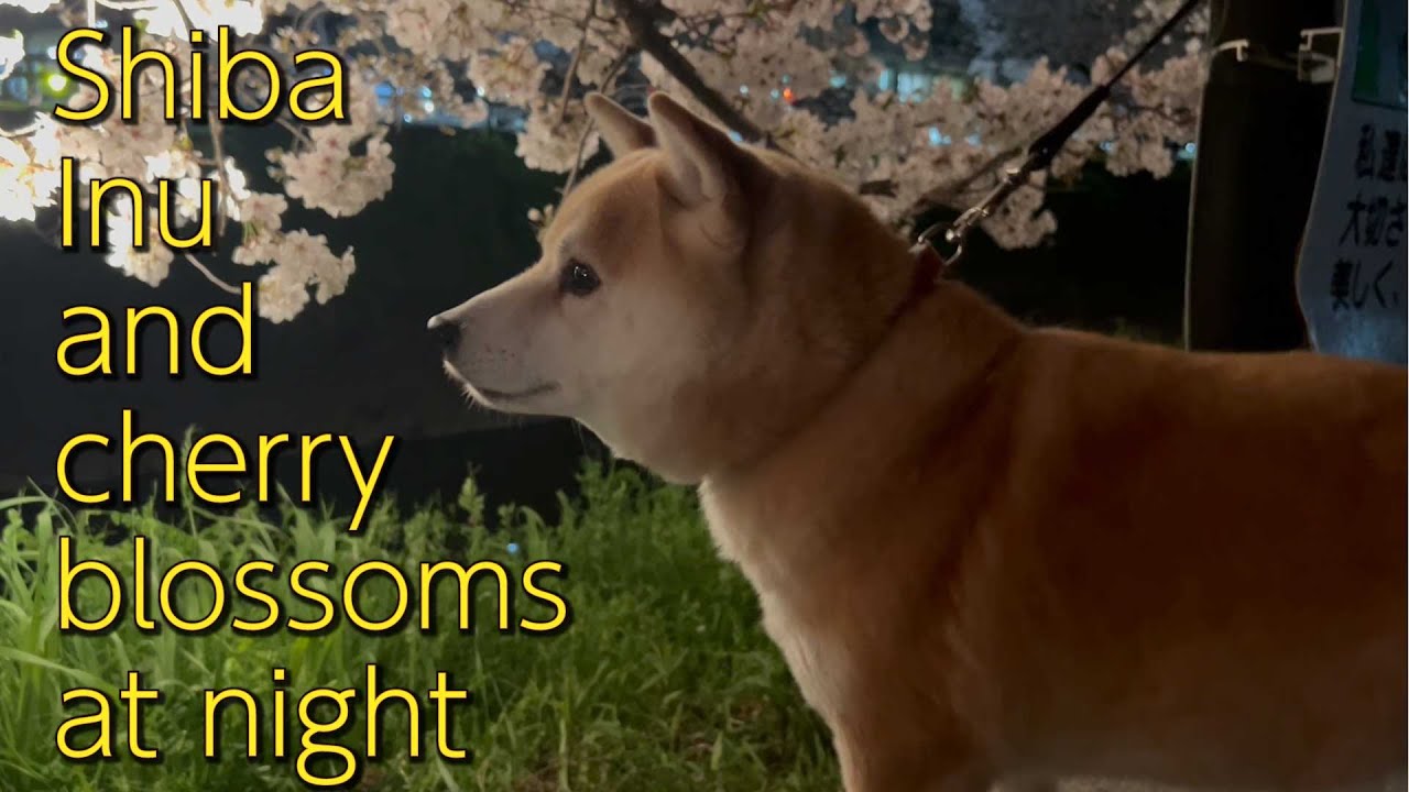 There is something more interesting about Shiba Inu than the beautiful ...