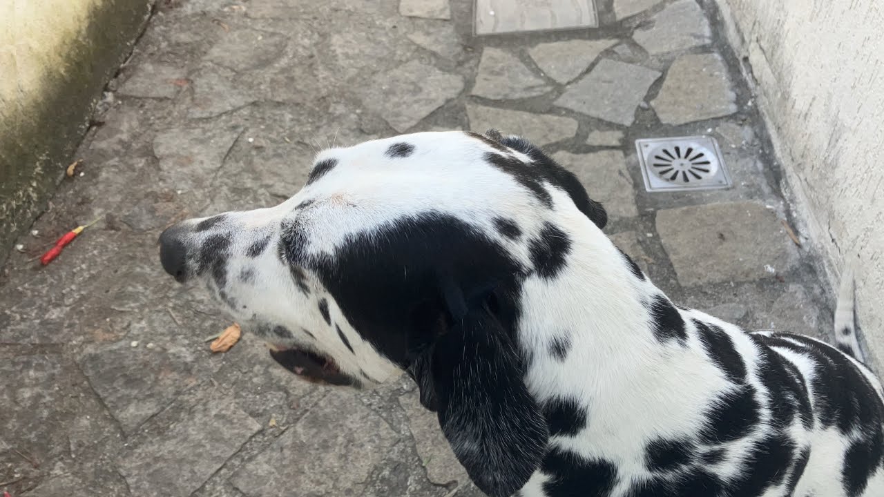 Cachorro 🐶 cururu - YouTube