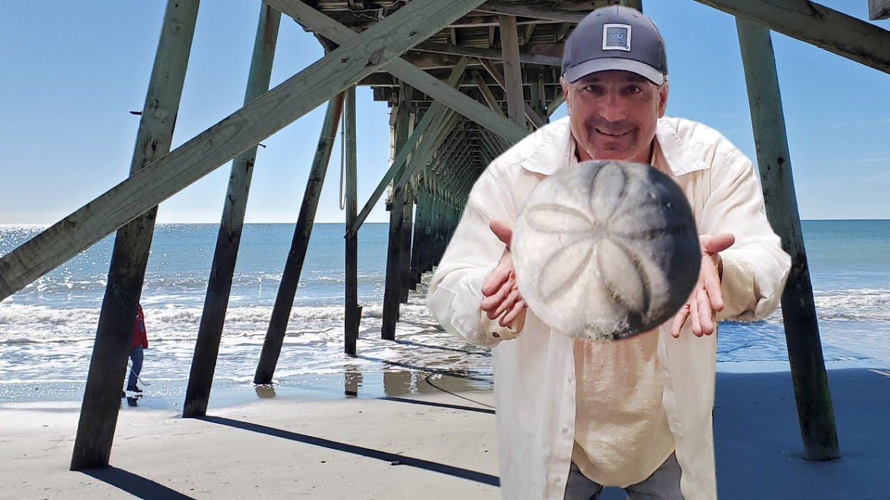 Shelling for prehistoric Seashells and lots of cool shells at this cool ...