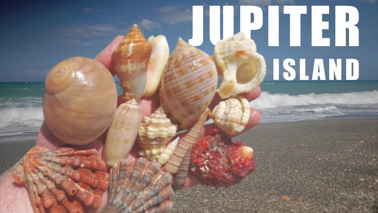 Colorful SHELL HAUL from Jupiter Island - Hobe Sound! - YouTube