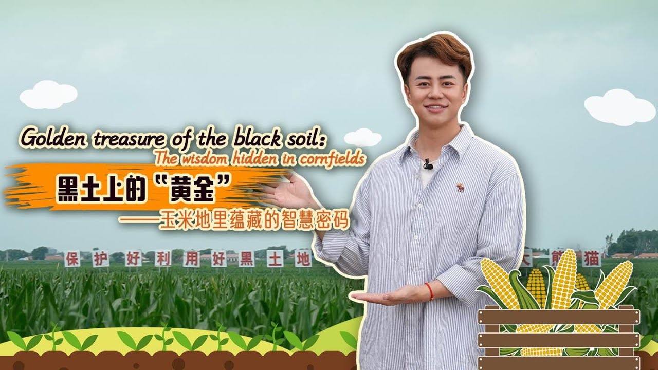Golden treasure of the black soil: The wisdom hidden in cornfields - YouTube