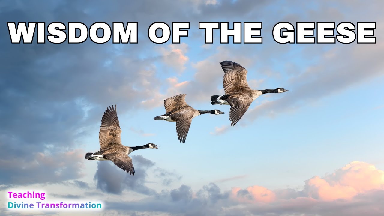 The Wisdom Of The Geese | Divine Transformation - YouTube