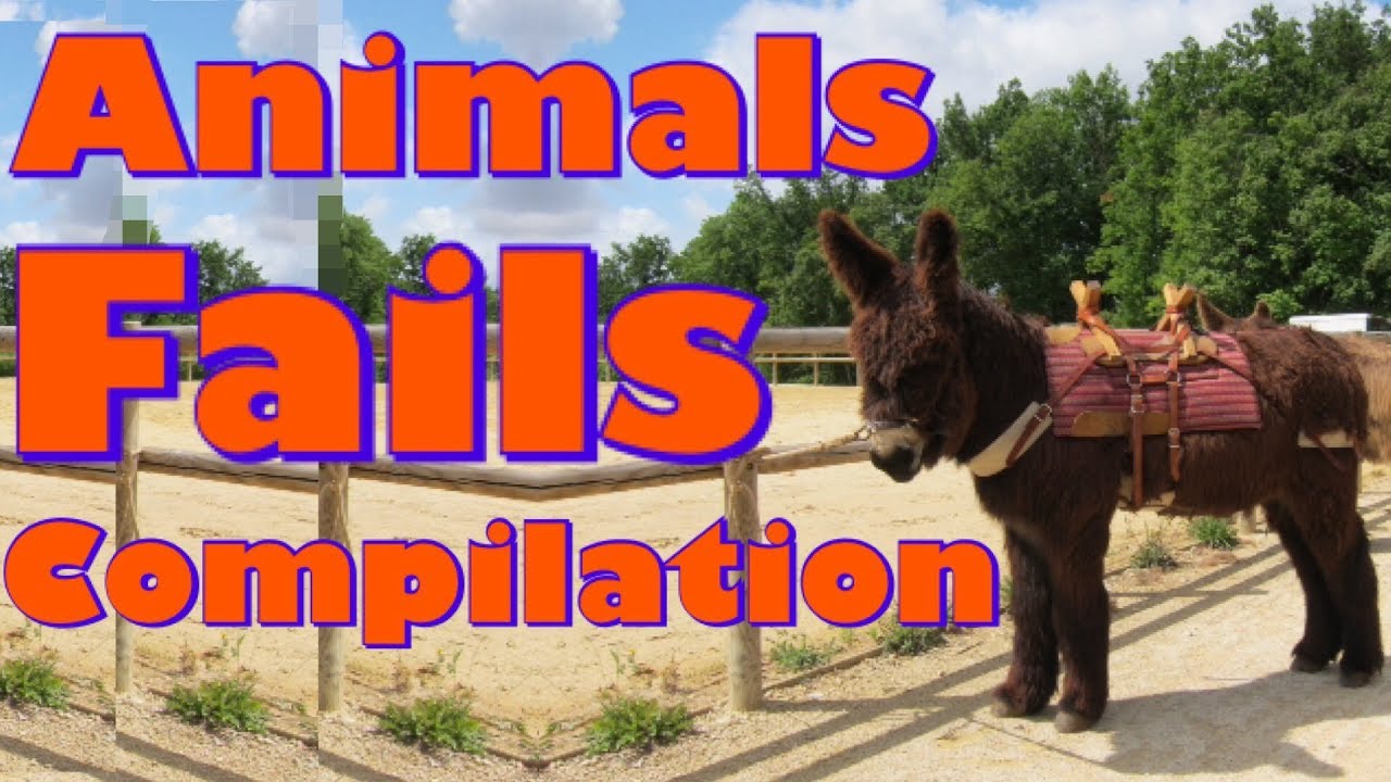 Animals Fails Compilation | Farm Animal Fails - YouTube