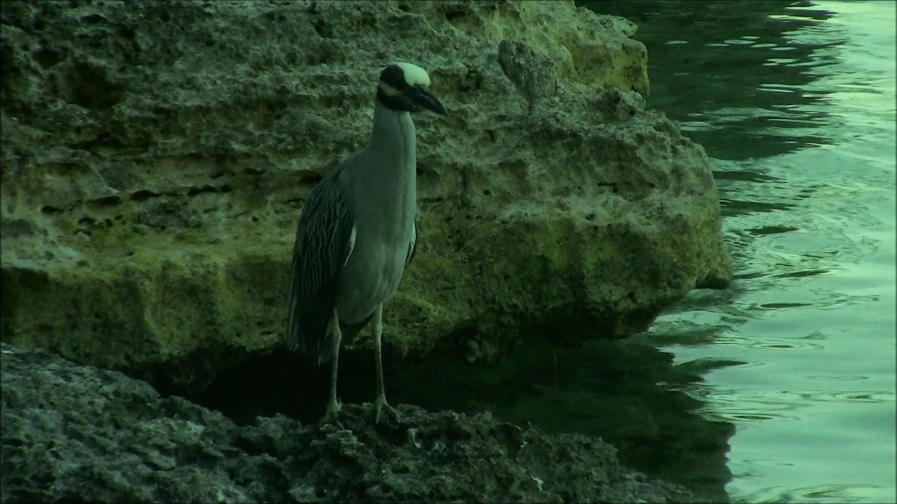 A Bird In Bermuda - YouTube