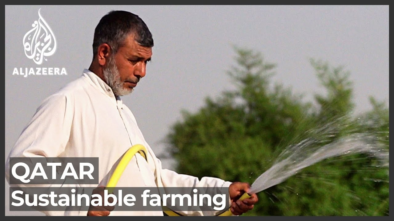 Farmers in Qatar combat climate change with sustainable farming - YouTube