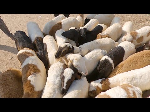 Elaga breed baby sheep for 4 thousands