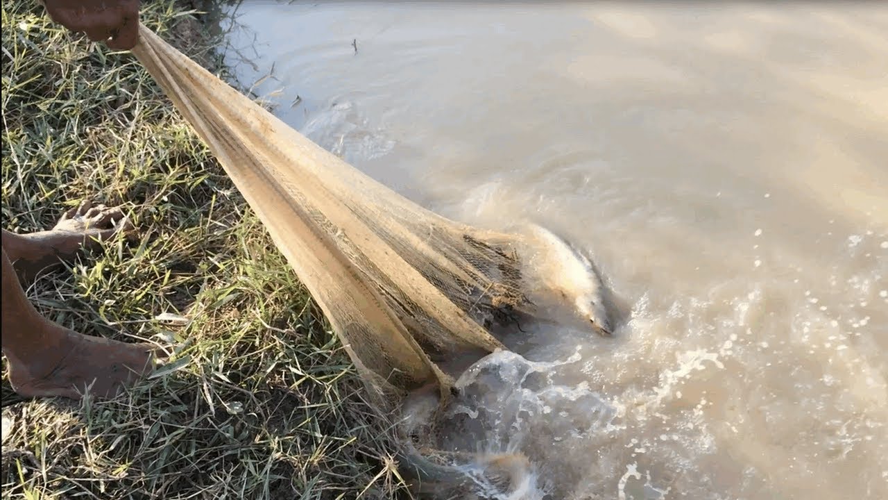 Traditional Net Fishing | Amazing catch fish by net in pond | Fishing ...