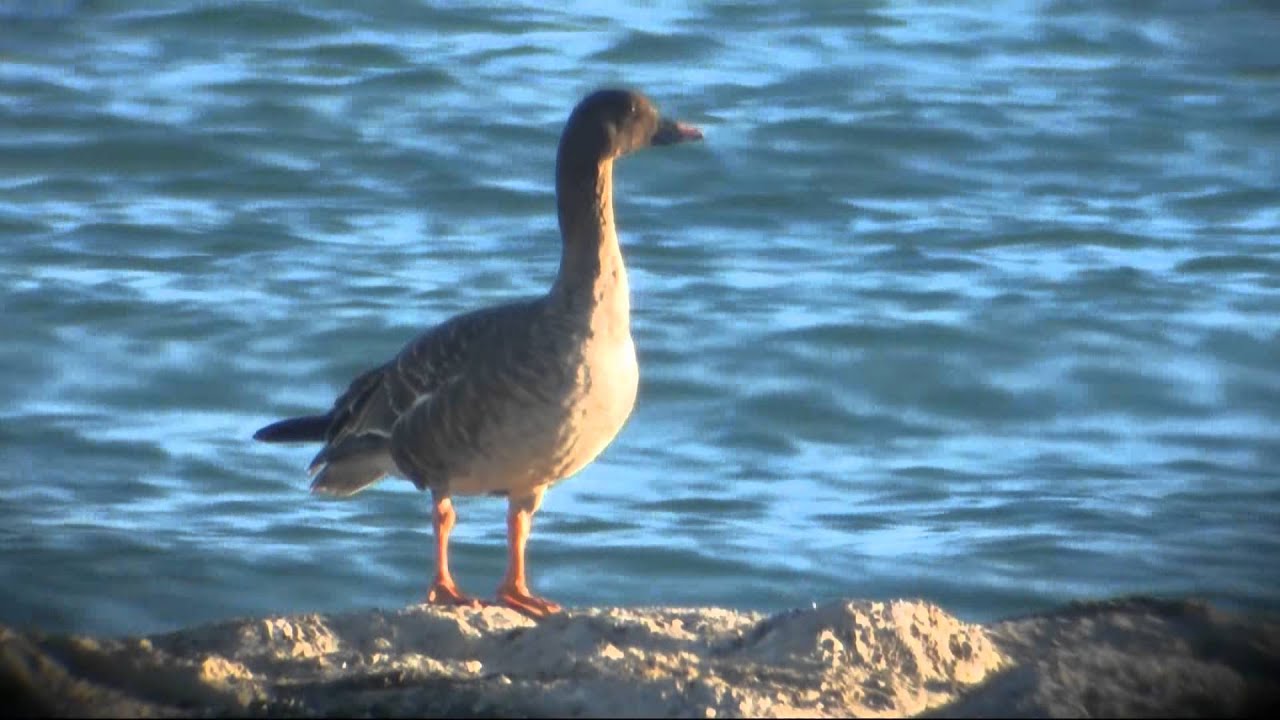 Anser fabalis rossicus Siponto-Manfredonia 15.01.2012.wmv - YouTube