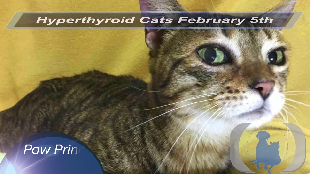 Hyperthyroid Cats February 5th - YouTube