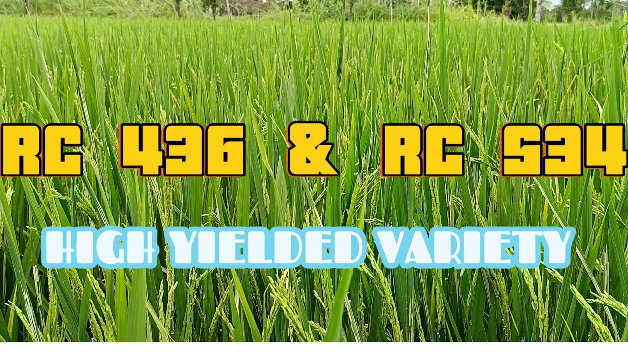 HIGH YIELD VARIETY ANG RC 436 AT MASARAP PA PAG NALUTO HINDI MASYADO ...