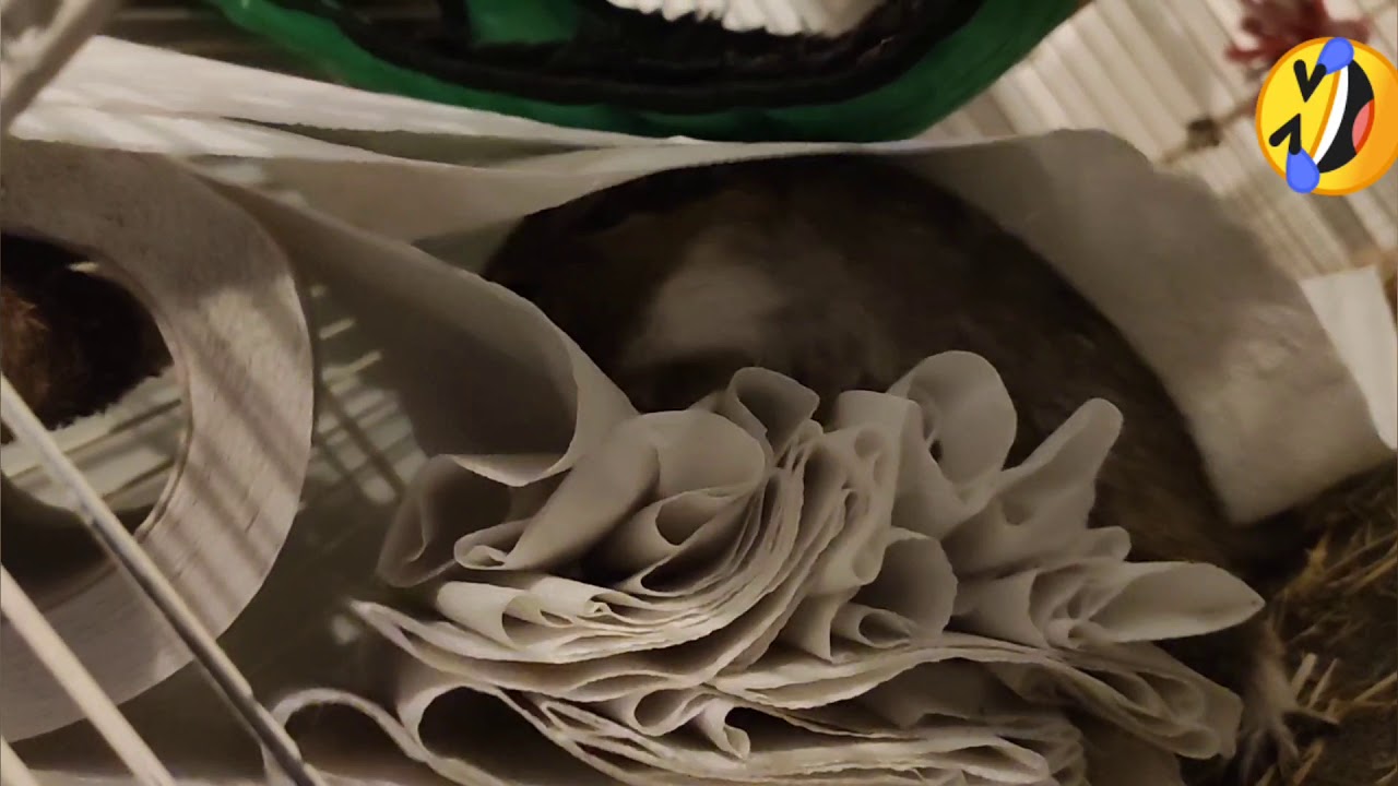 Degu Play With Toilet Paper M M Goo s YouTube degu-play-with-toilet-paper-m-m-goo-s-youtube