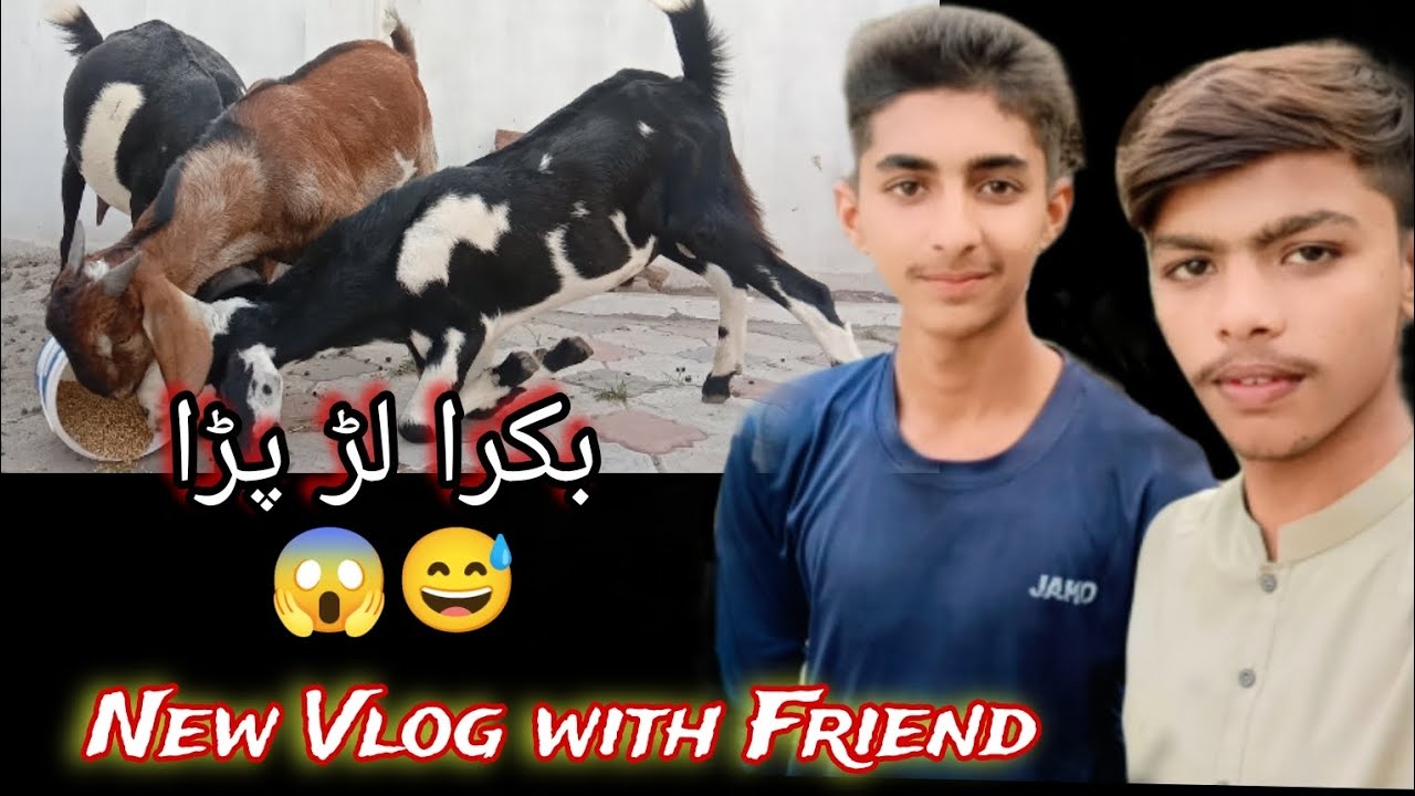 Bakra Apas ma Lar Para 😱 || Khizar Waris Vlog - YouTube