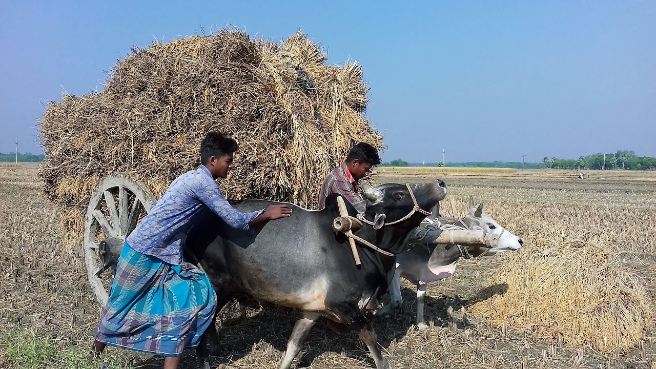 Cow Cart || Buffalo Cart || Village Paddy Transport By Cattle Cart ...
