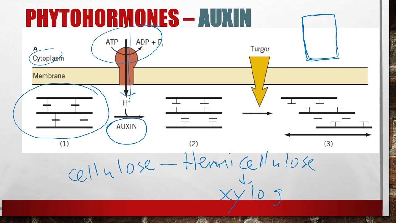 PLANT PHYSIOLOGY PLANT GROWTH HORMONES AUXIN CELL ENLARGEMENT Urdu plant-physiology-plant-growth-hormones-auxin-cell-enlargement-urdu