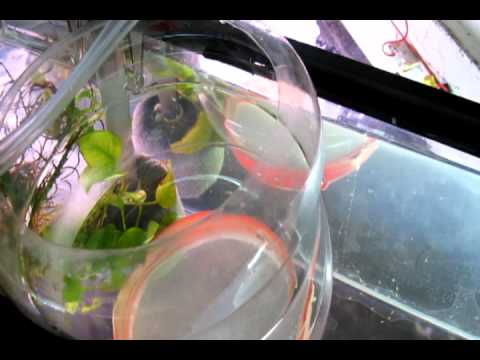 DIY Slate For Angelfish to Lay Eggs - YouTube