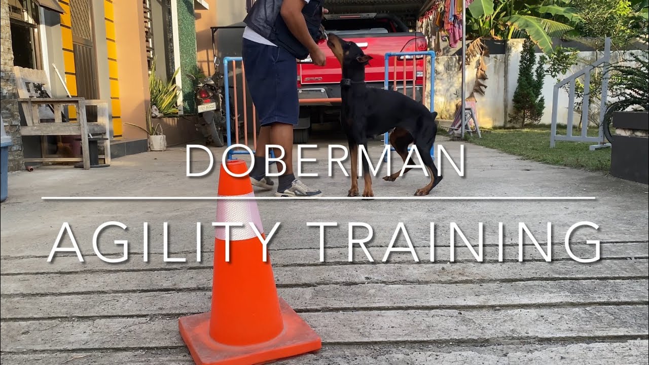 Doberman Agility Training - YouTube