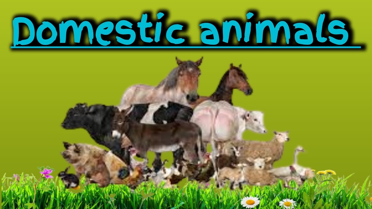 DOMESTIC ANIMALS NAME | Learn Domestic Animals Name, Definition and ...