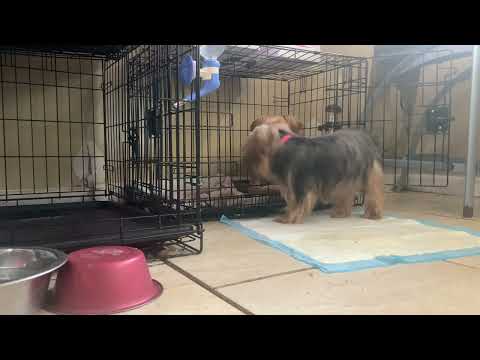 Female Yorkie Heat