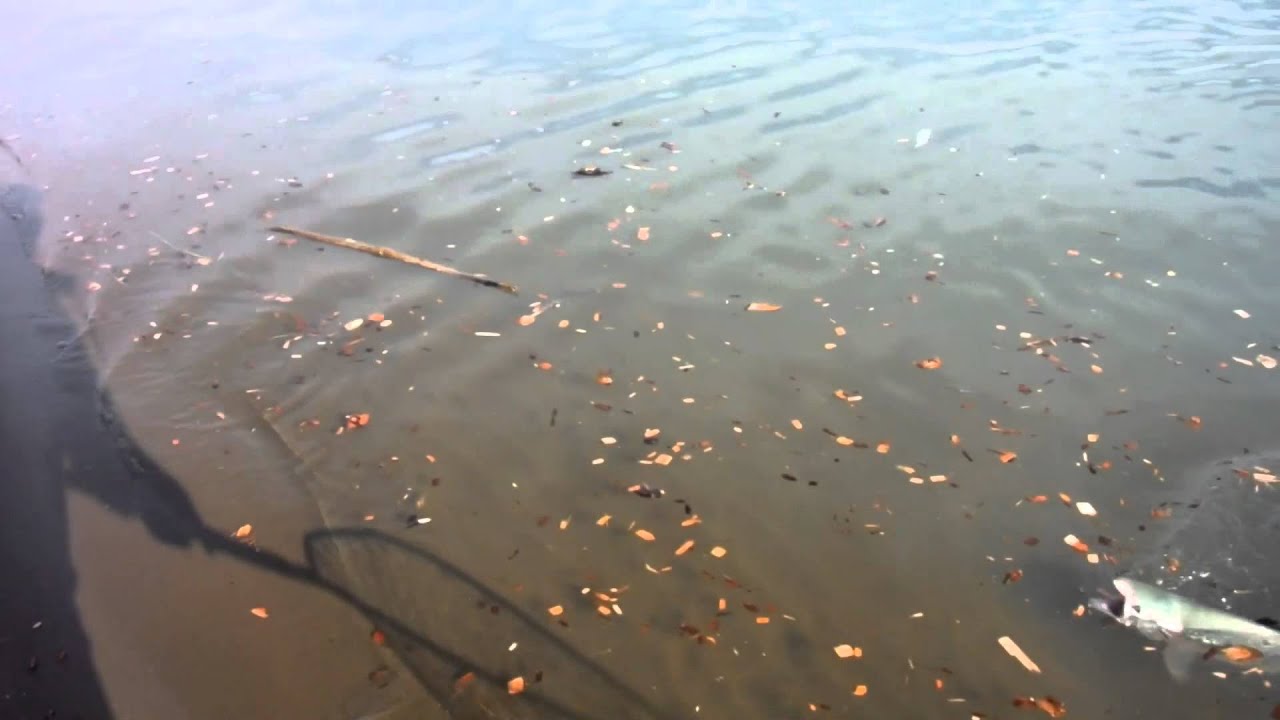 Fraser River Tidal (Richmond) Pink Salmon fishing 2013 - YouTube
