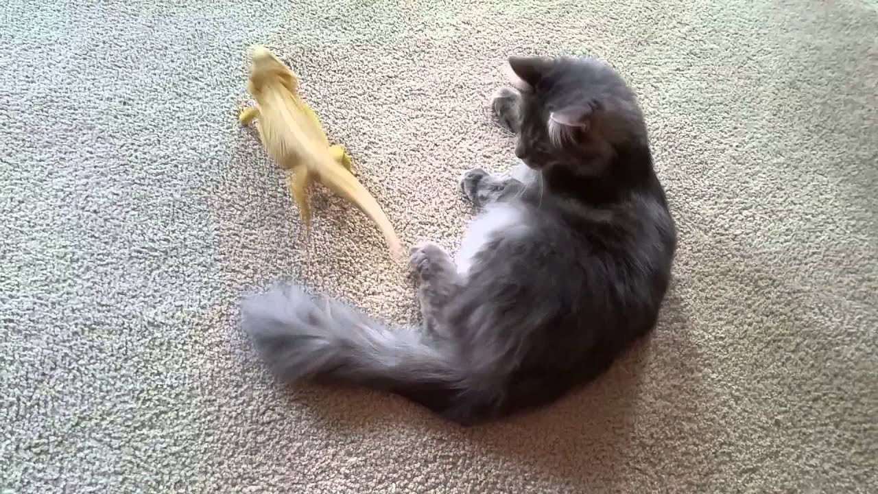 When a cat farts!!!!! - YouTube