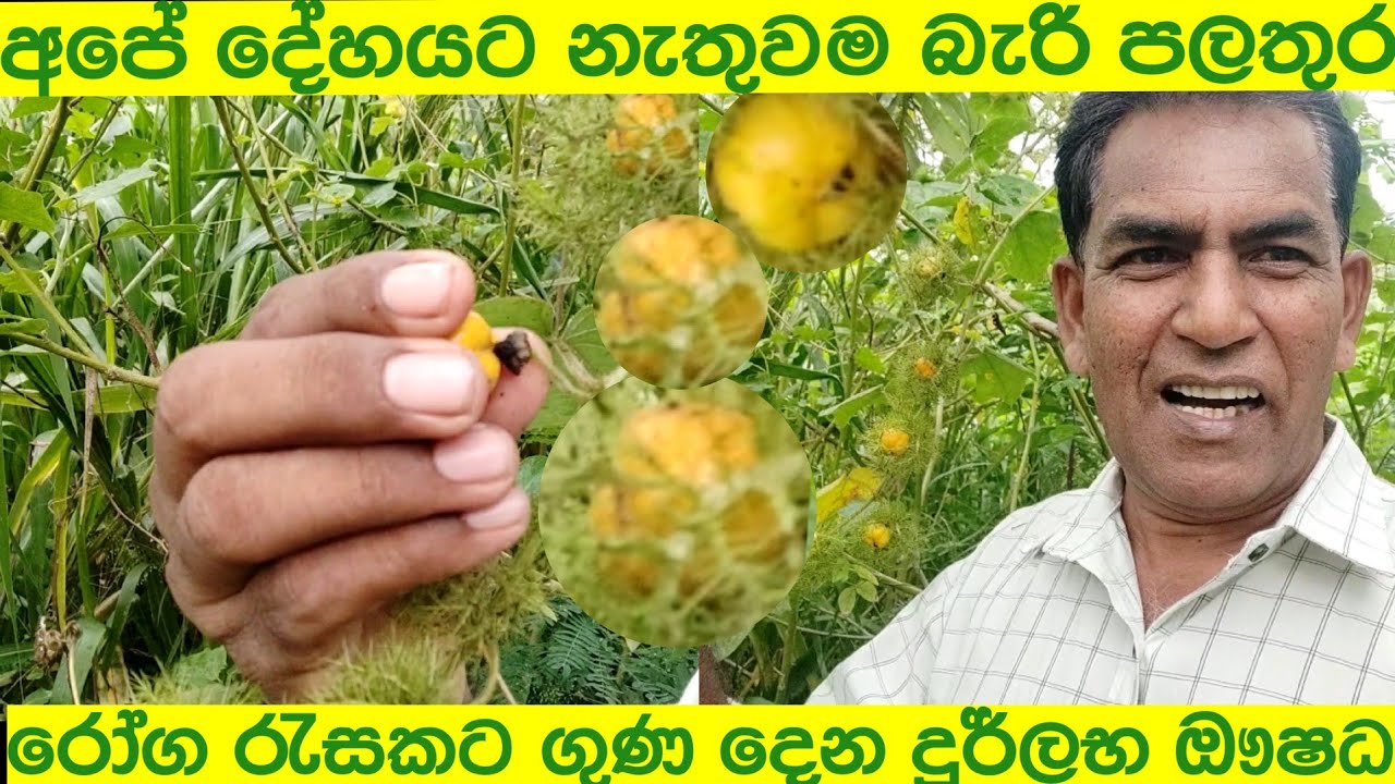 මේ නොටිටූ ශාකය ආහාරයට ගත්තොත් අපේ දේහයට ලැබෙන ප්‍රතිලාභ දන්නවාද /nottu ...