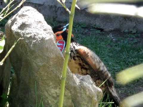 Frontal display of a tragopan caboti - YouTube