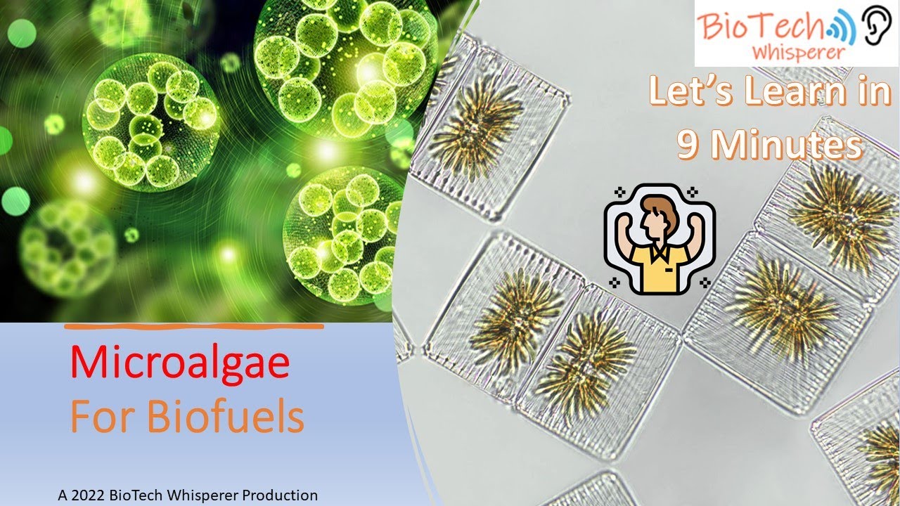 Learn about Microalgae Roles for Biofuels in 9 Minutes - YouTube
