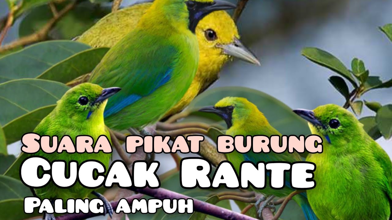 suara pikat burung cucak Rante paling ampuh ||| anti zonk || #mp3pikat# ...