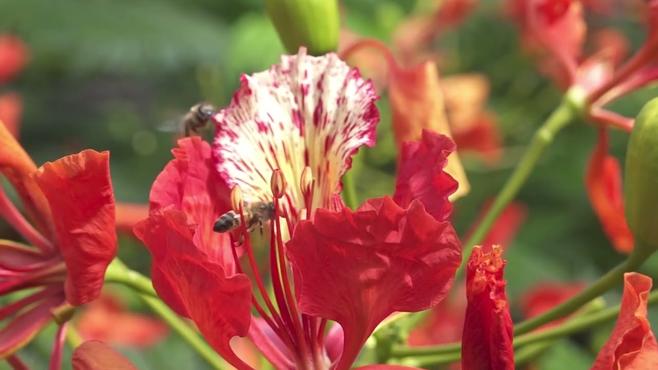 SONY FDR AX 700 - SLOW MOTION BEES - YouTube