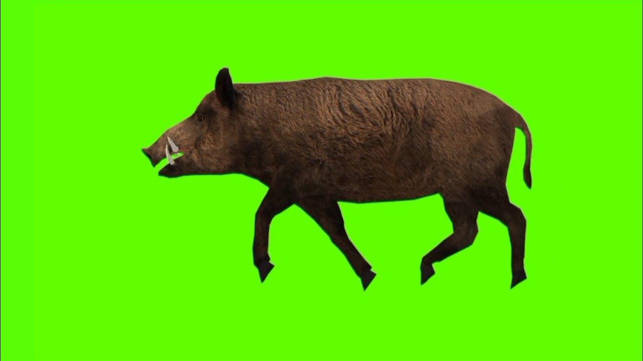 Pig Green Screen Video | Pig Green Screen No Copyright | PIg Video ...