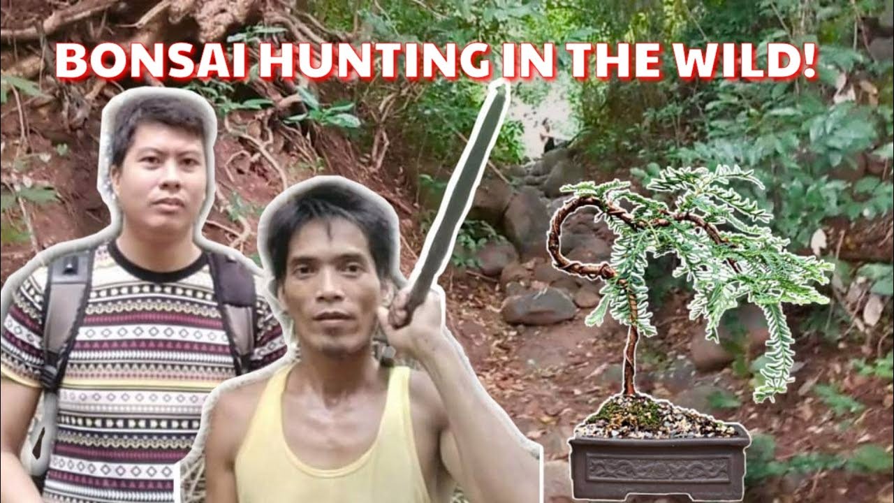 BONSAI HUNTING IN THE WILD | PAANO MAG-BONSAI NG SAMPALOK | Tenrou21 ...