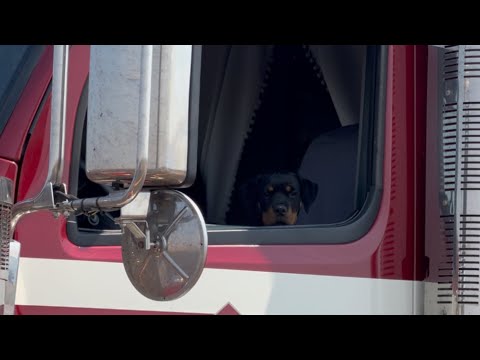 Ein Trip quer durchs Land mit einem 12 Wochen alten Rottweiler-WELPEN!