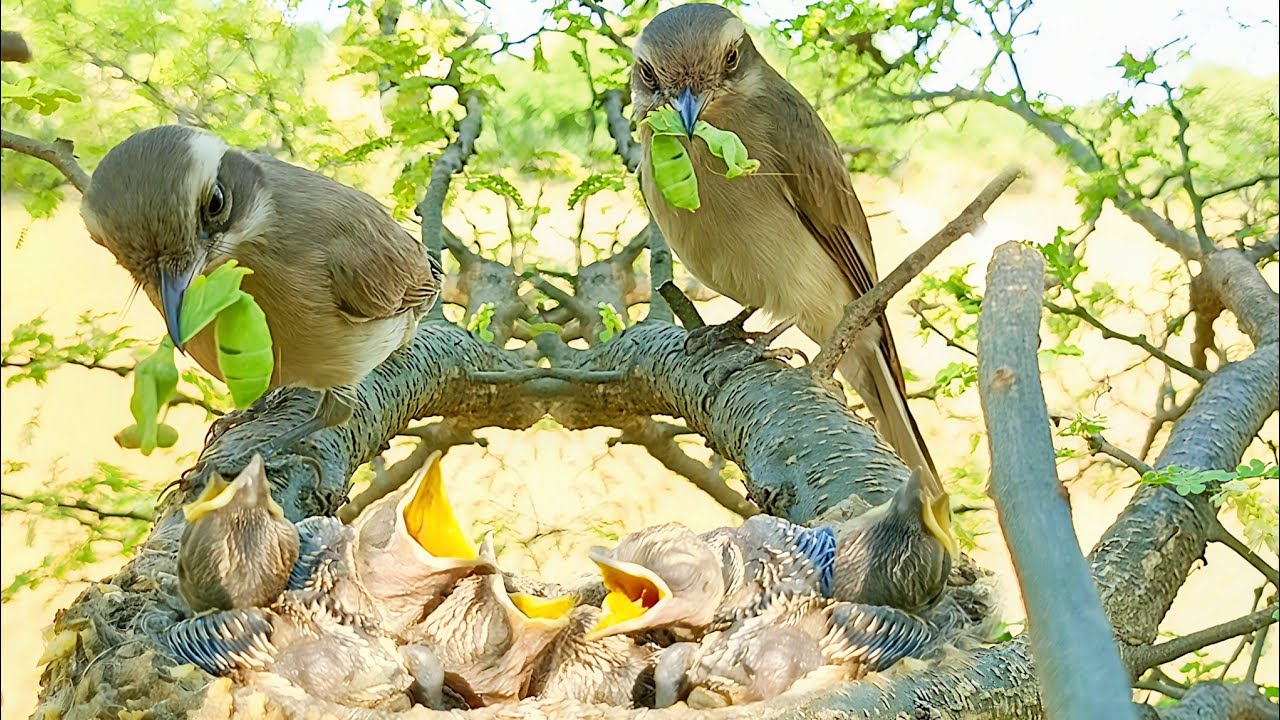 Beautiful birds feeding healthy food for beautiful hungry chicks ...