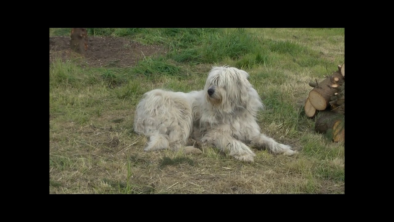 Nos bergers de Russie méridionale Южнорусская овчарка. - YouTube