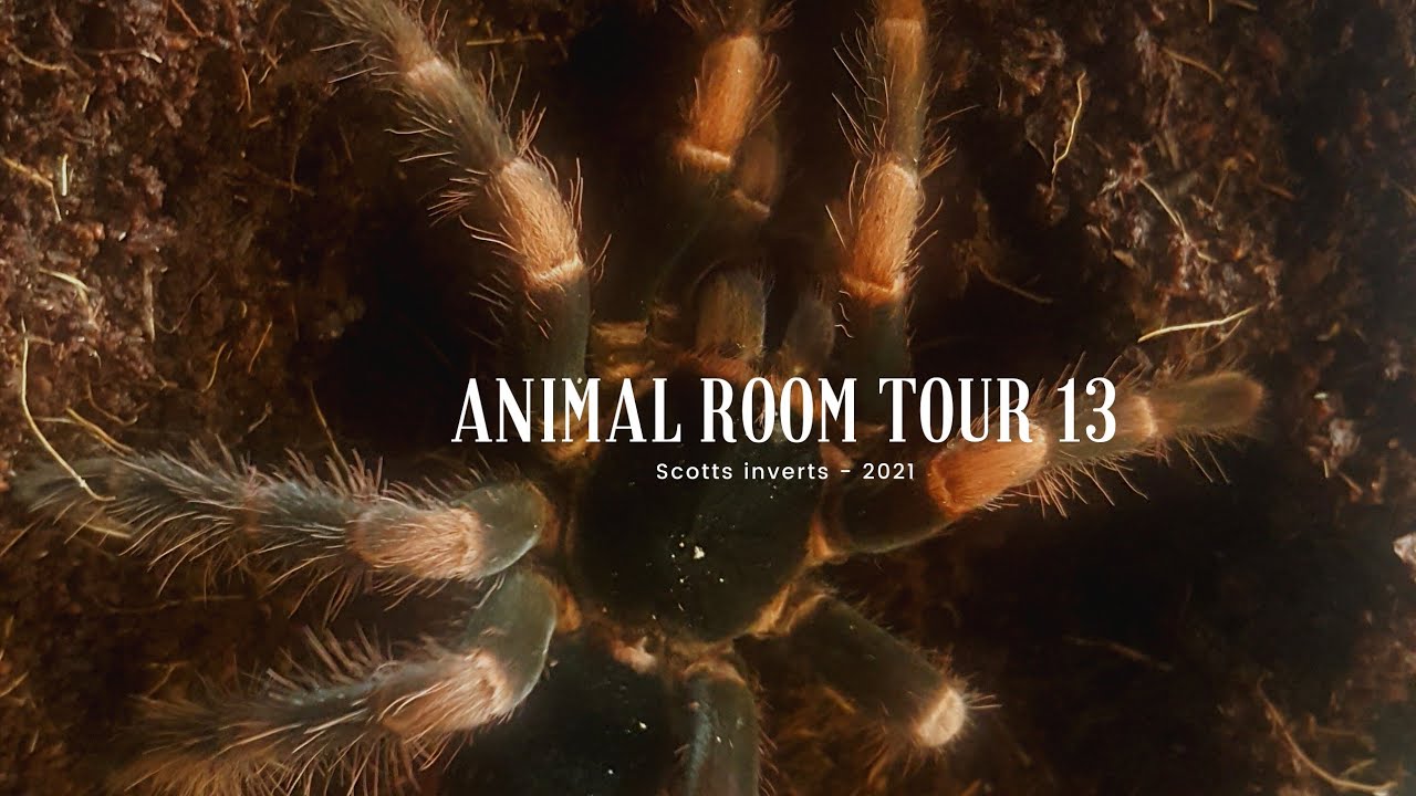#tarantula room tour Tarantula room tour - YouTube