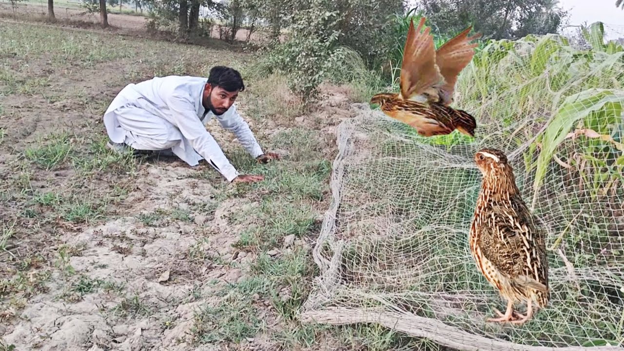 Quail Hunting with Tabcha November 4, 2024 || Quail netting in Pakistan ...
