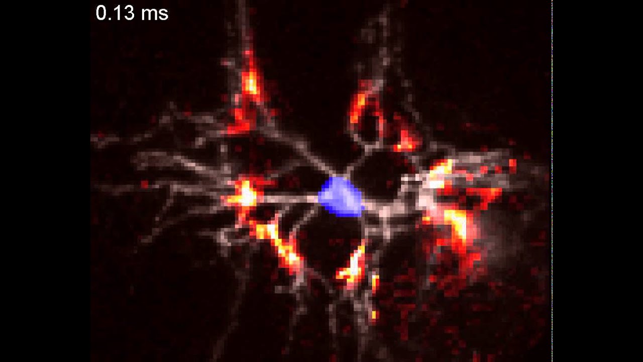 Video 1 Electrical impulse in a neuron - YouTube
