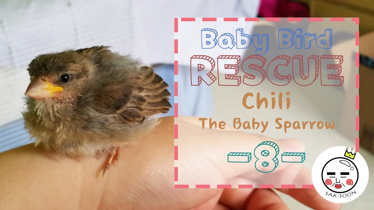 Baby Bird Rescue | Snack For The Bird - YouTube