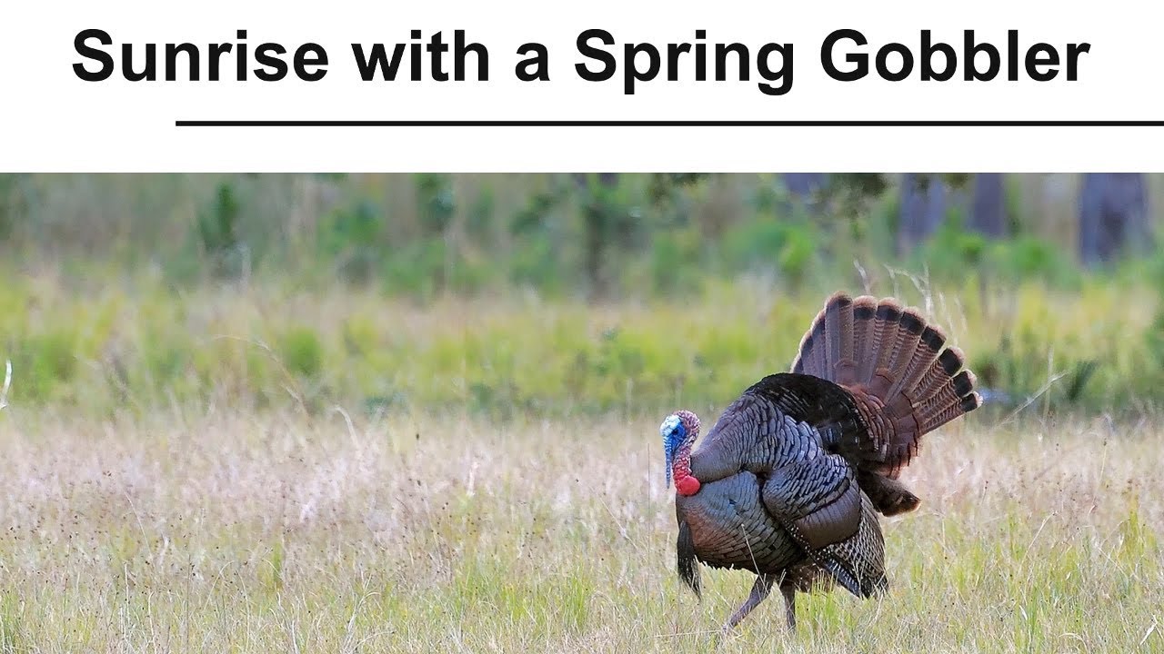 Sunrise with a Spring Gobbler - YouTube