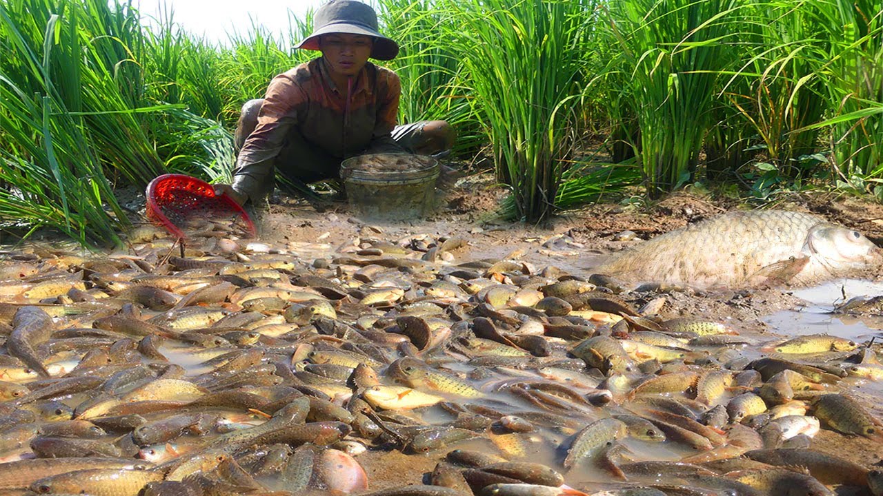 Real Life Fishing Video Fisherman Catch Lot Of Fishes From Dry Pond ...