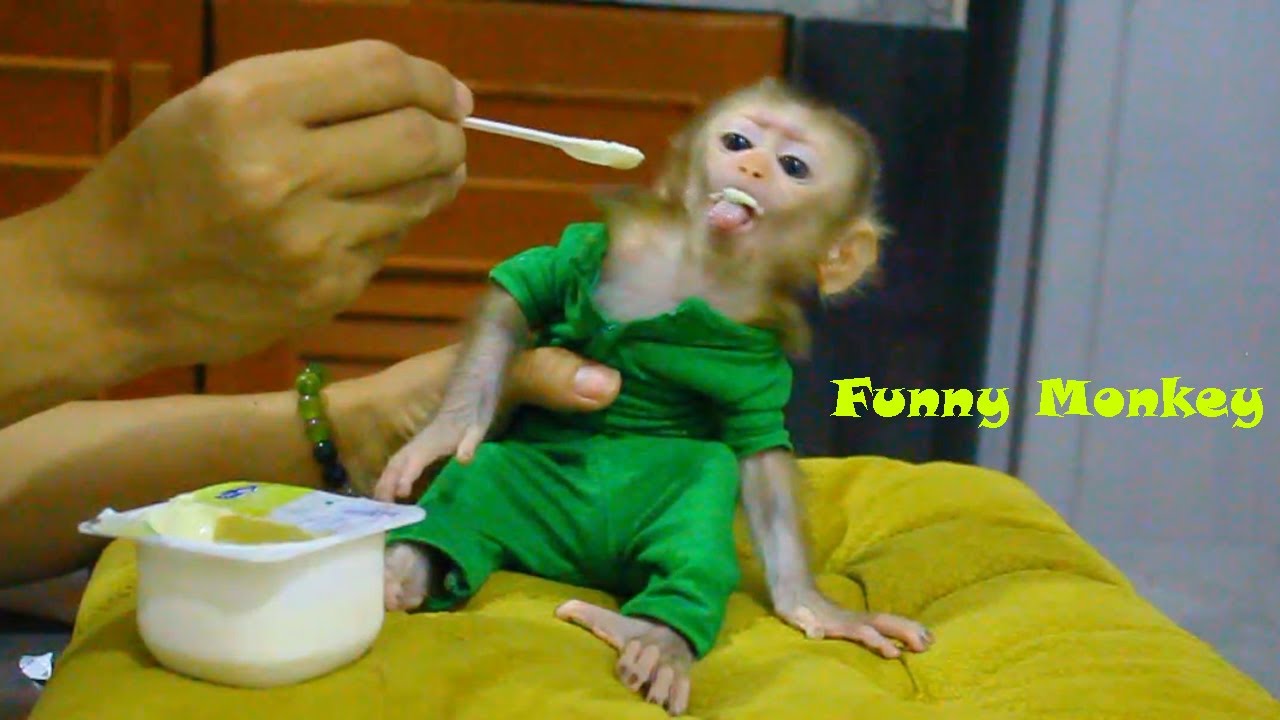 The Most Beautiful Baby Monkey Eating Yogurt with Daddy - YouTube
